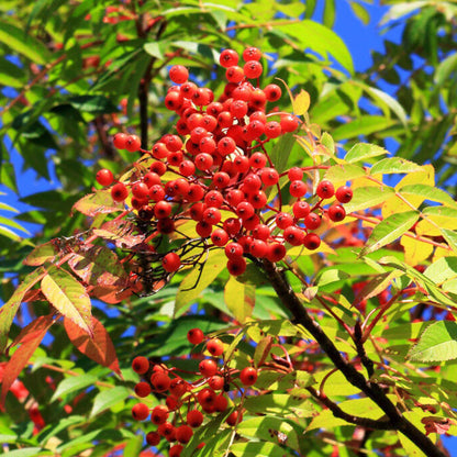 Sorbus commixta | Mountain Ash Tree – Gardeners Dream