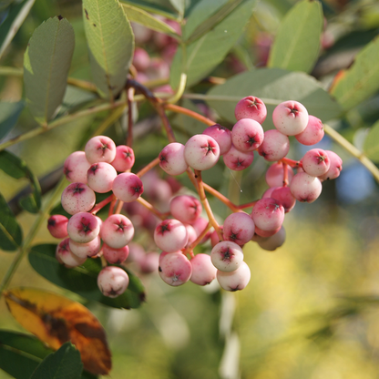Sorbus hupehensis | Hupeh Rowan Tree – Gardeners Dream