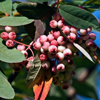Sorbus hupehensis | Hupeh Rowan Tree – Gardeners Dream