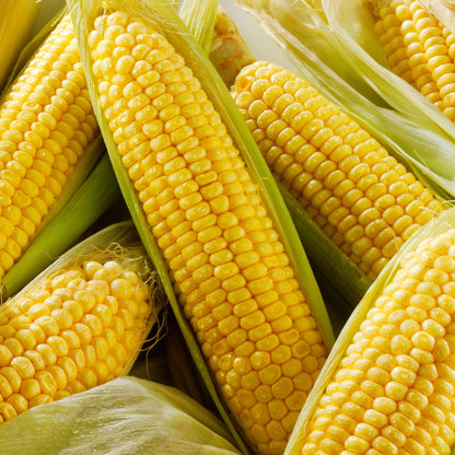 Sweetcorn Incredible F1 | Sweetcorn – Gardeners Dream
