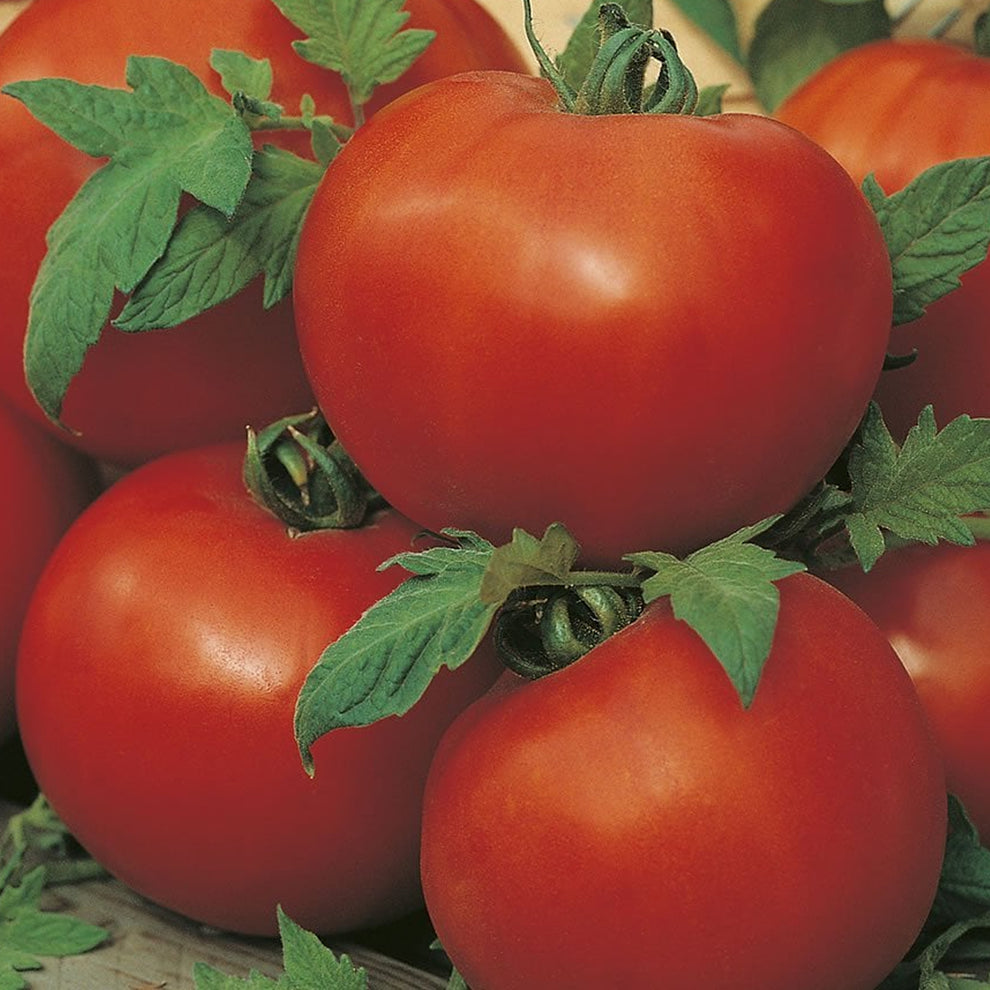 Tomato 'Ailsa Craig' | Tomato – Gardeners Dream