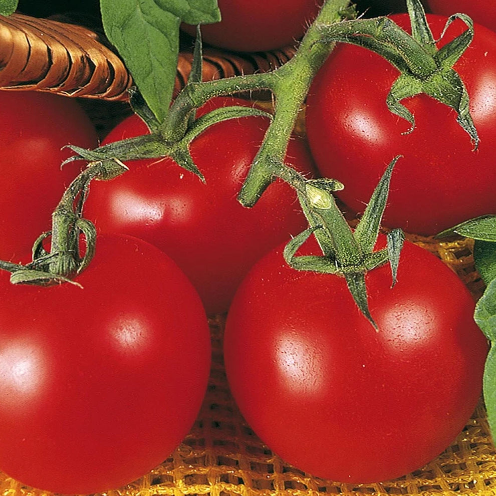 Tomato 'Ailsa Craig' | Tomato – Gardeners Dream