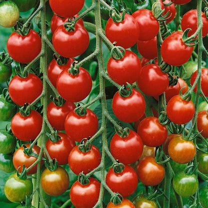 Tomato Gardeners Delight | Grow Your Own | Free UK Delivery – Gardeners ...