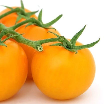 Tomato 'Golden Sunrise' | Tomato – Gardeners Dream