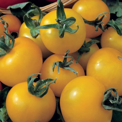 Tomato 'Golden Sunrise' | Tomato – Gardeners Dream