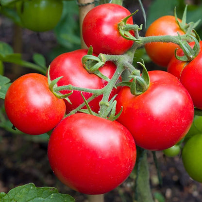 Tomato 'Moneymaker' Seeds | Grow Your Own Fruit & Veg – Gardeners Dream