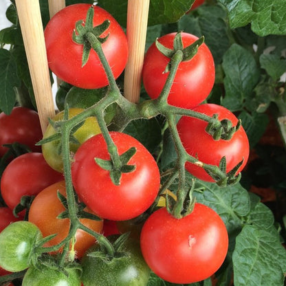 Tomato 'Moneymaker' Seeds | Grow Your Own Fruit & Veg – Gardeners Dream