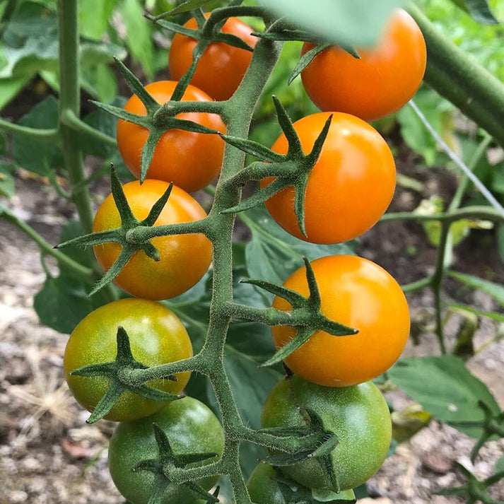 Tomato 'Sun Gold' | Tomato – Gardeners Dream