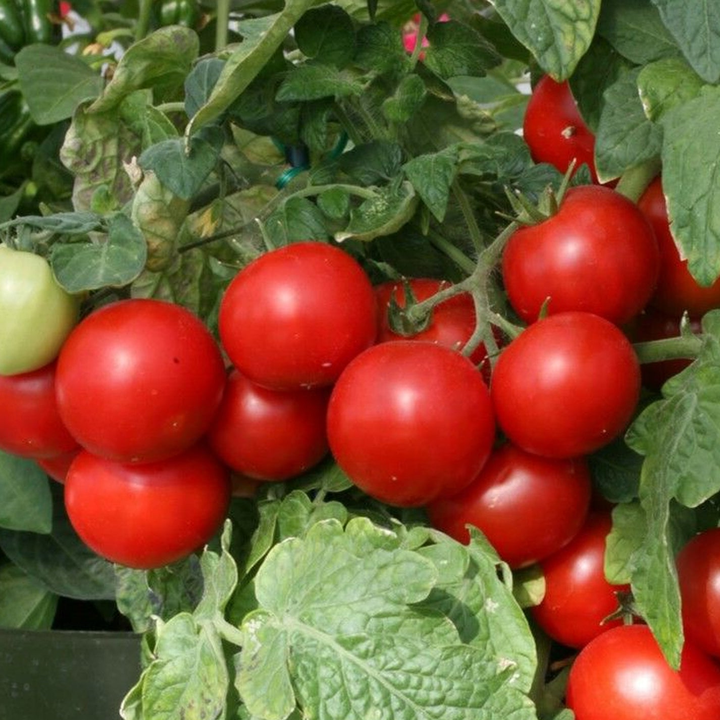 Tomato 'Totem' | Tomato – Gardeners Dream