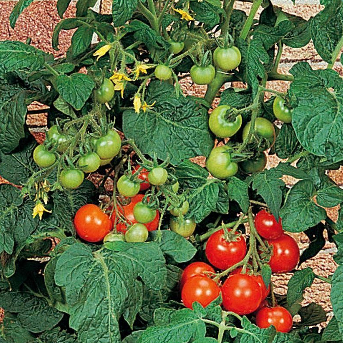 Tomato 'Totem' | Tomato – Gardeners Dream