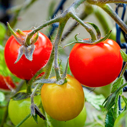 Tomato 'Tumbling Tom Red' Seeds | Easy to Grow Tomatoes – Gardeners Dream