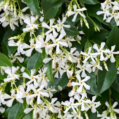 Trachelospermum jasminoides | Star Jasmine – Gardeners Dream