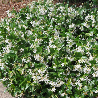 Trachelospermum jasminoides | Star Jasmine – Gardeners Dream