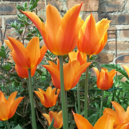 Tulip 'Ballerina' | Lily Flowered Tulip – Gardeners Dream