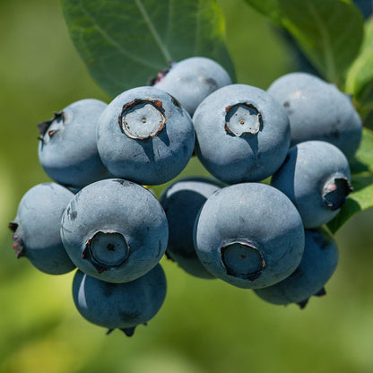 Blueberry 'Bluegold' | Blueberry – Gardeners Dream