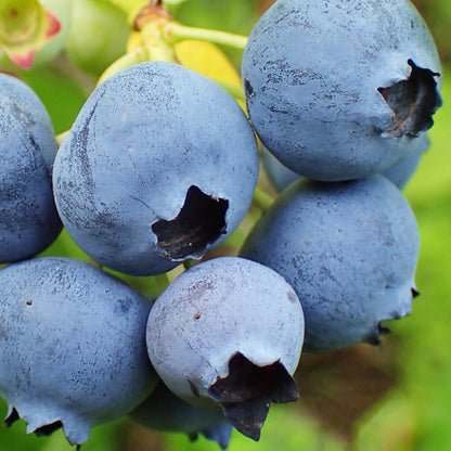Blueberry 'Bluegold' | Blueberry – Gardeners Dream