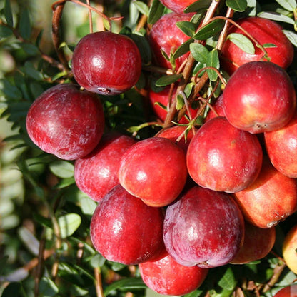 Cranberry 'Early Black' | Cranberry – Gardeners Dream