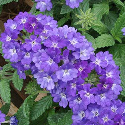Verbena Quartz XP Blue Bedding Plants | Common Vervain – Gardeners Dream