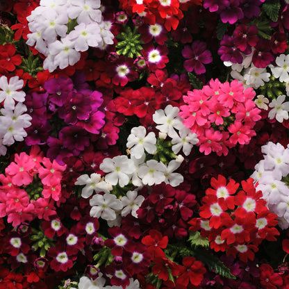 Verbena Quartz XP Mixed Bedding Plants | Common Vervain – Gardeners Dream
