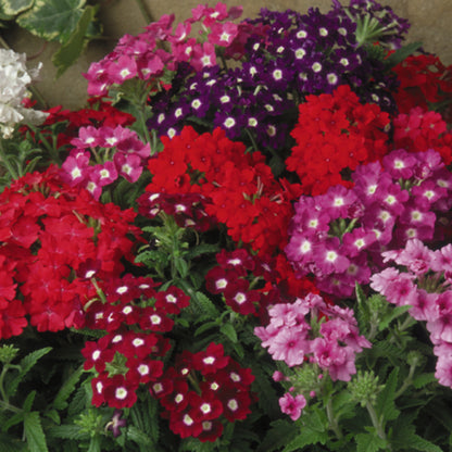 Verbena Quartz XP Mixed Bedding Plants | Common Vervain – Gardeners Dream