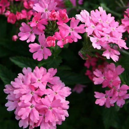 Verbena Quartz XP Pink Bedding Plants | Common Vervain – Gardeners Dream