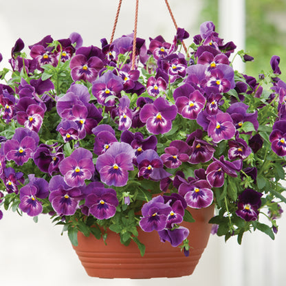 Viola Raspberry Bedding Plants | Sweet Violet – Gardeners Dream