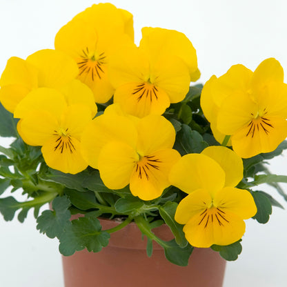 Viola Yellow Bedding Plants | Sweet Violet – Gardeners Dream