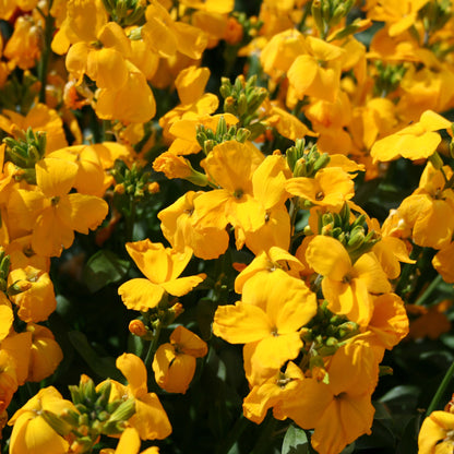 Wallflower Sunset Yellow Bedding Plants | Wallflower – Gardeners Dream