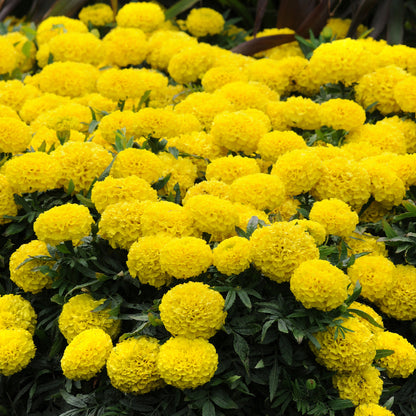 Marigold American Marvel Yellow | Common Marigold – Gardeners Dream